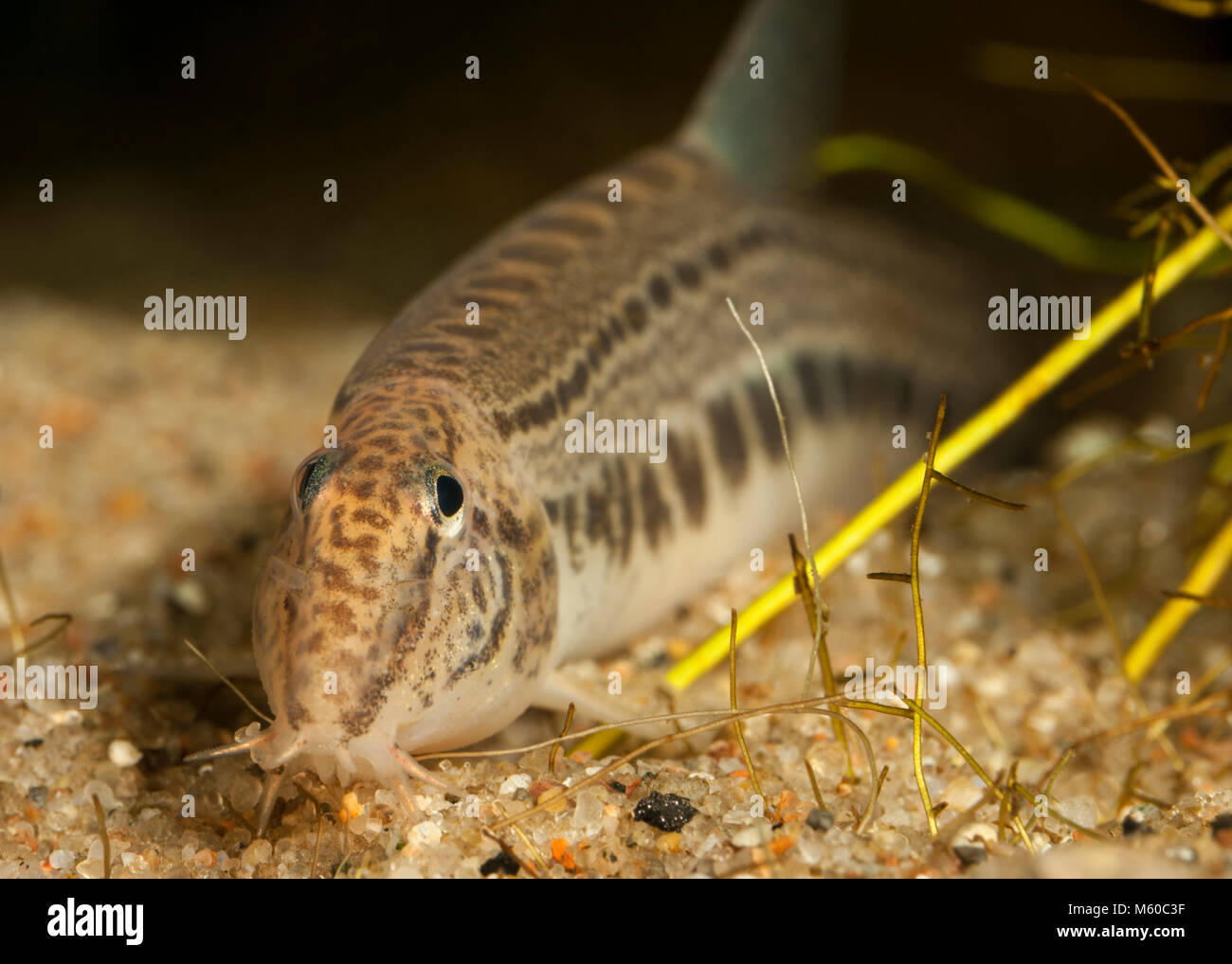 Loach cobitis taenia -Fotos und -Bildmaterial in hoher Auflösung – Alamy