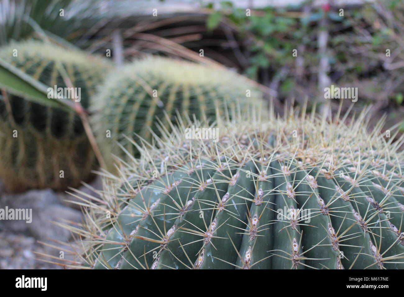 Kaktus nopal -Fotos und -Bildmaterial in hoher Auflösung – Alamy