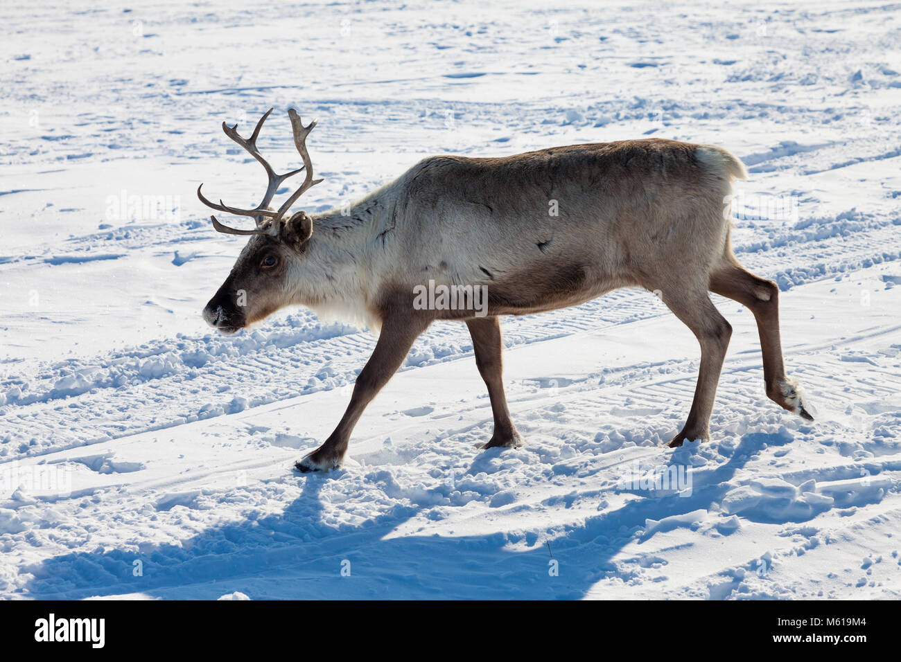 Rentier essen -Fotos und -Bildmaterial in hoher Auflösung – Alamy