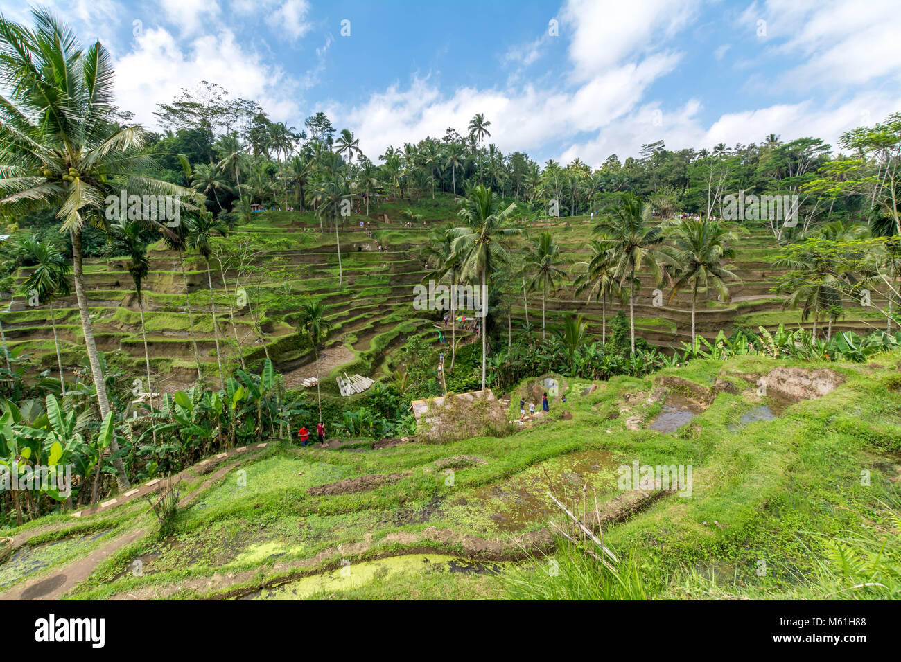 Reis getreidepflanze -Fotos und -Bildmaterial in hoher Auflösung – Alamy