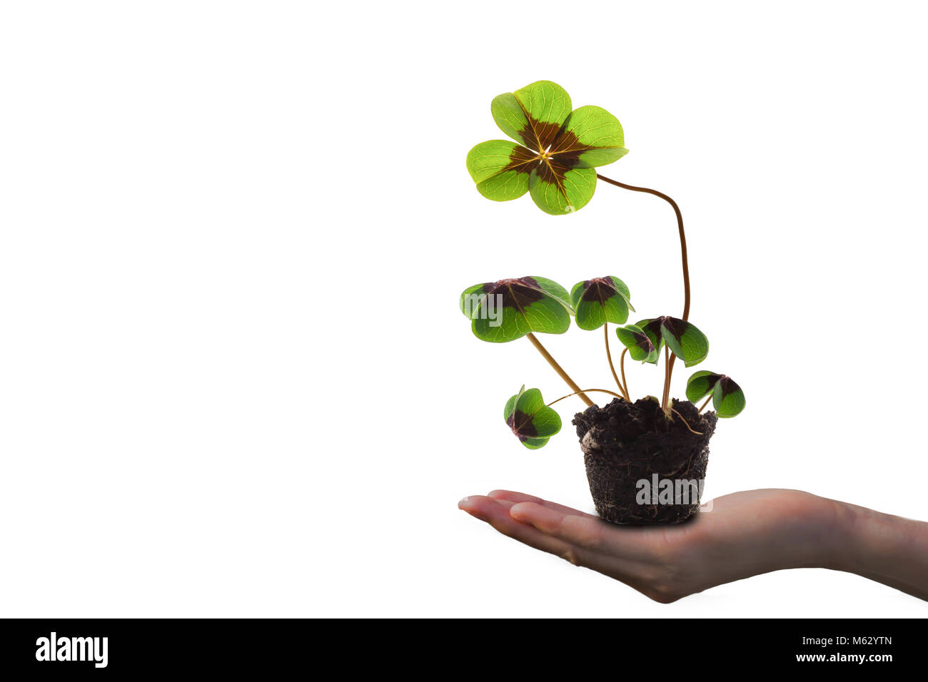 Four leaf clover on white Stockfotos und -bilder Kaufen - Alamy