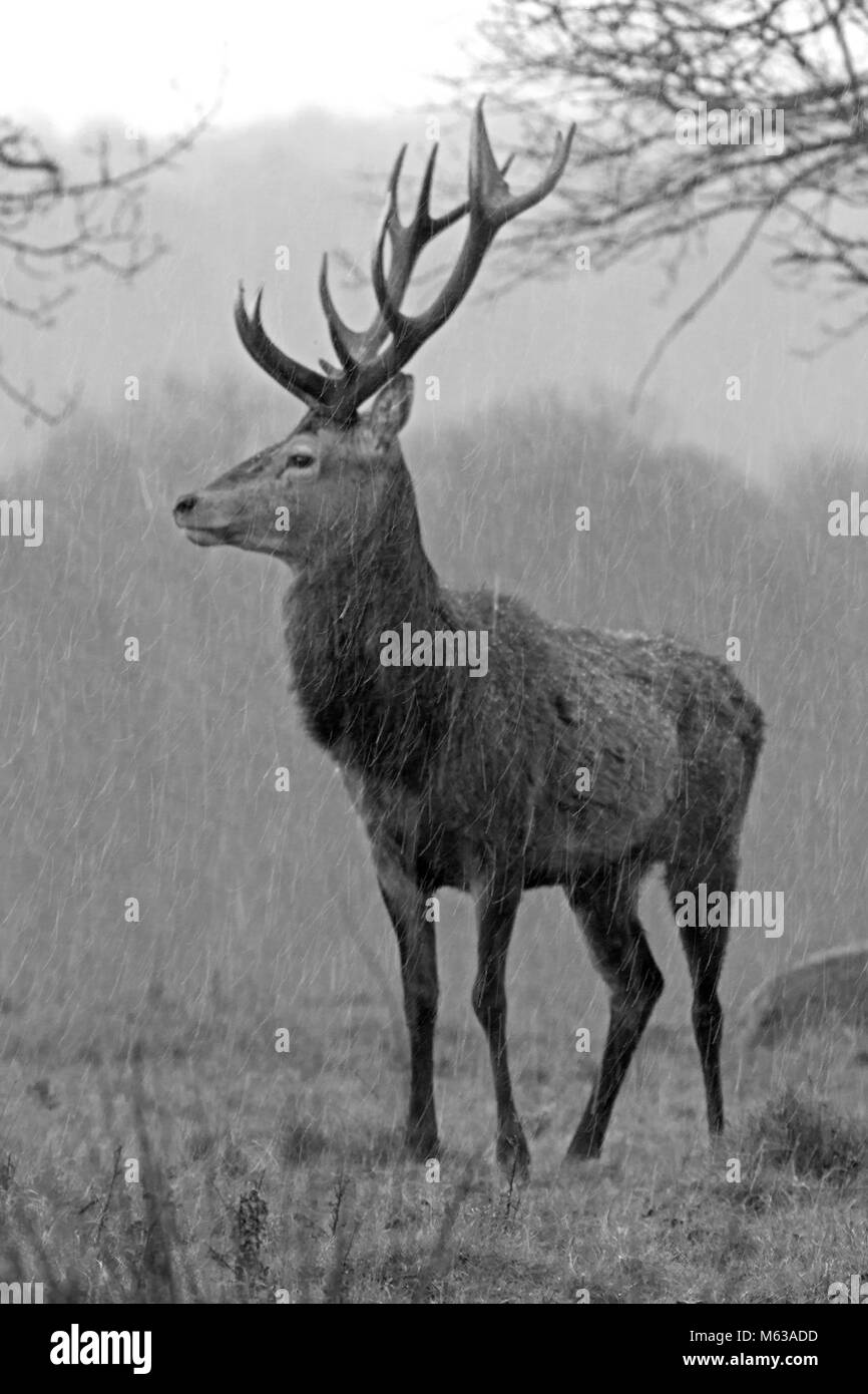 Starker hirsch -Fotos und -Bildmaterial in hoher Auflösung – Alamy