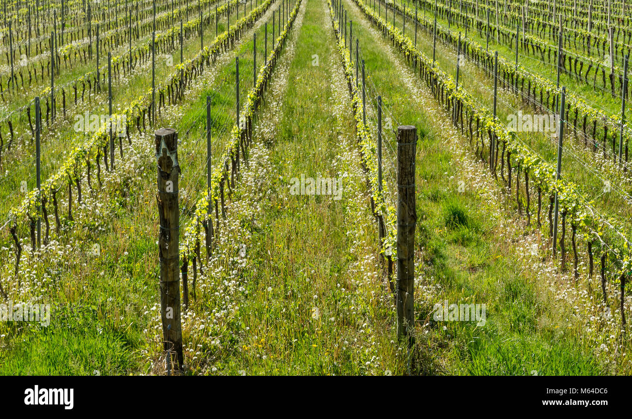 Guyot system -Fotos und -Bildmaterial in hoher Auflösung – Alamy