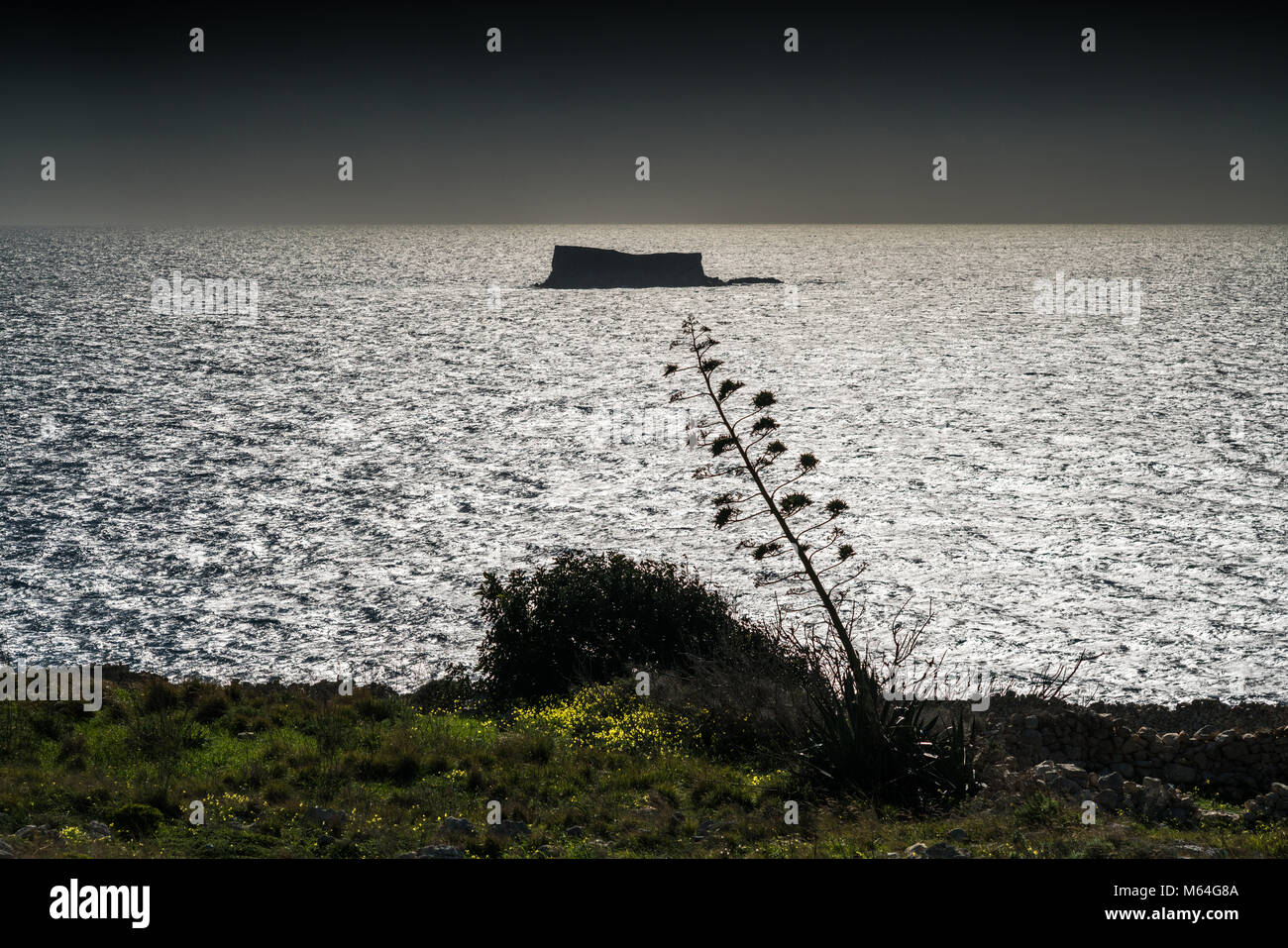 Mittelmeer filfla -Fotos und -Bildmaterial in hoher Auflösung – Alamy