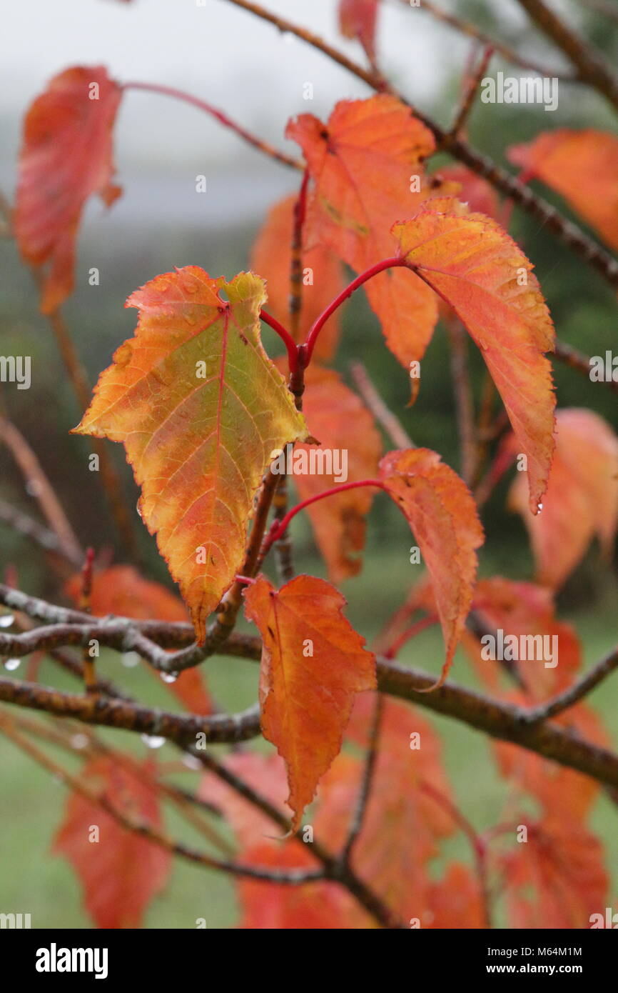 Acer davidii tree red -Fotos und -Bildmaterial in hoher Auflösung – Alamy
