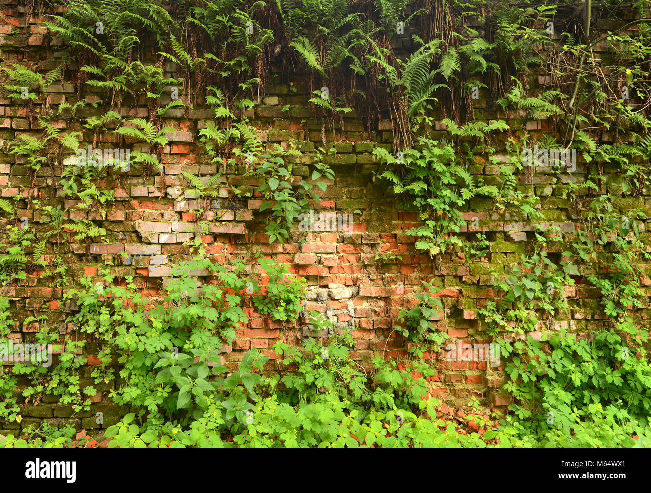 Wand überwuchert, alte Mauer, Hintergrund, Textur, alten baufälligen ...
