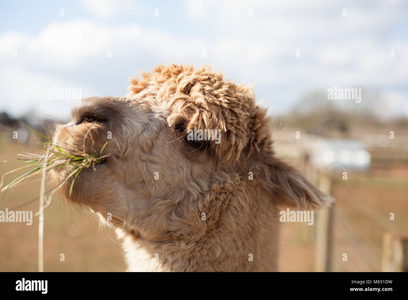 Glückliches Lama Stockfotos und -bilder Kaufen - Alamy