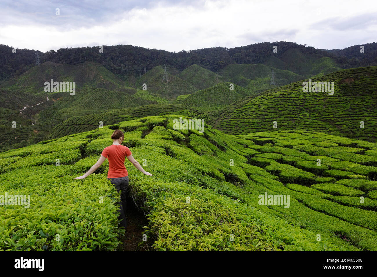 Westliche Frau in orange Outfit unter Tee Felder auf Teeplantagen in ...