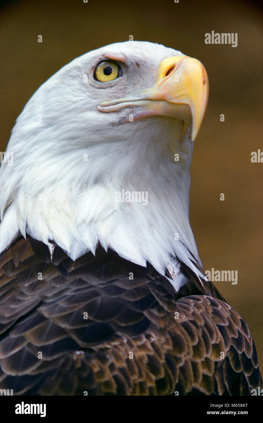 Bipedal predator -Fotos und -Bildmaterial in hoher Auflösung – Alamy