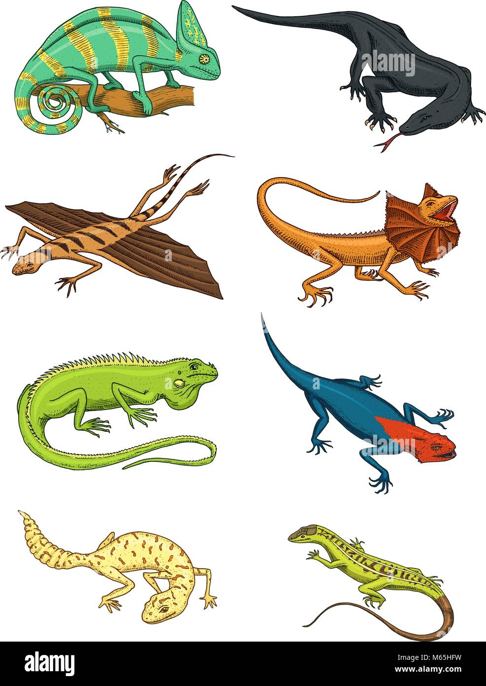 Chameleon Eidechse, grüner Leguan, Komodo Dragon Monitor, Amerikanische ...