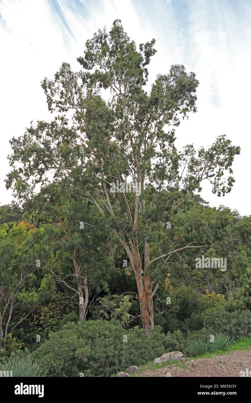 Murray Red Gum Tree (Eucalyptus Camaldulensis Stockfotografie - Alamy