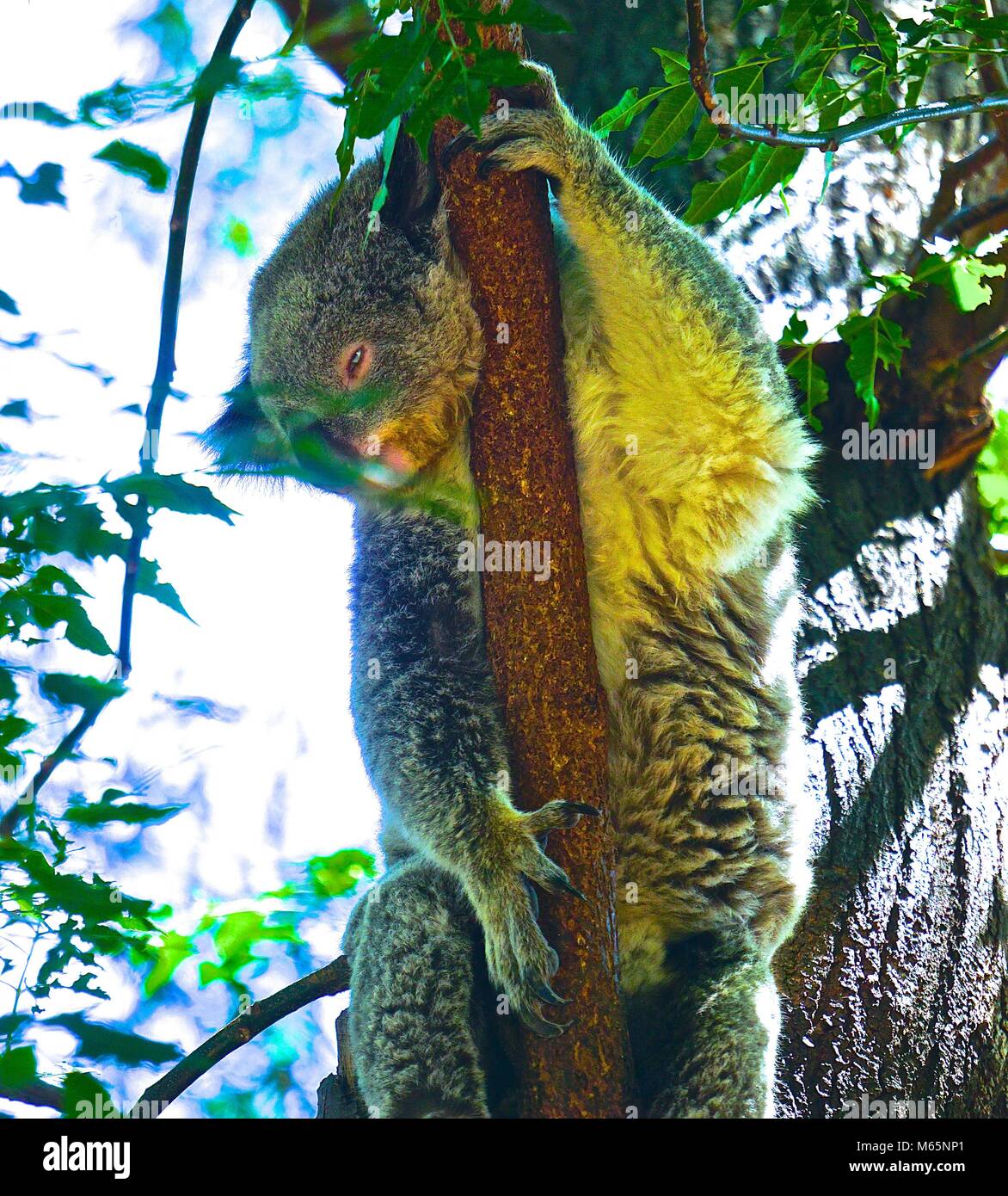 Koala bears sleeping -Fotos und -Bildmaterial in hoher Auflösung – Alamy