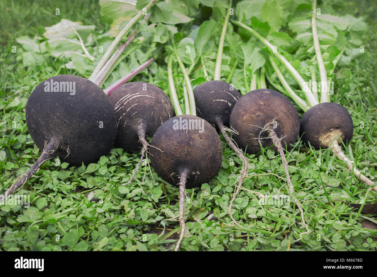 Long maturity -Fotos und -Bildmaterial in hoher Auflösung – Alamy