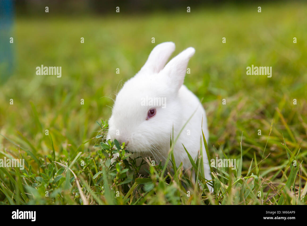 Kleiner weißer hase -Fotos und -Bildmaterial in hoher Auflösung – Alamy