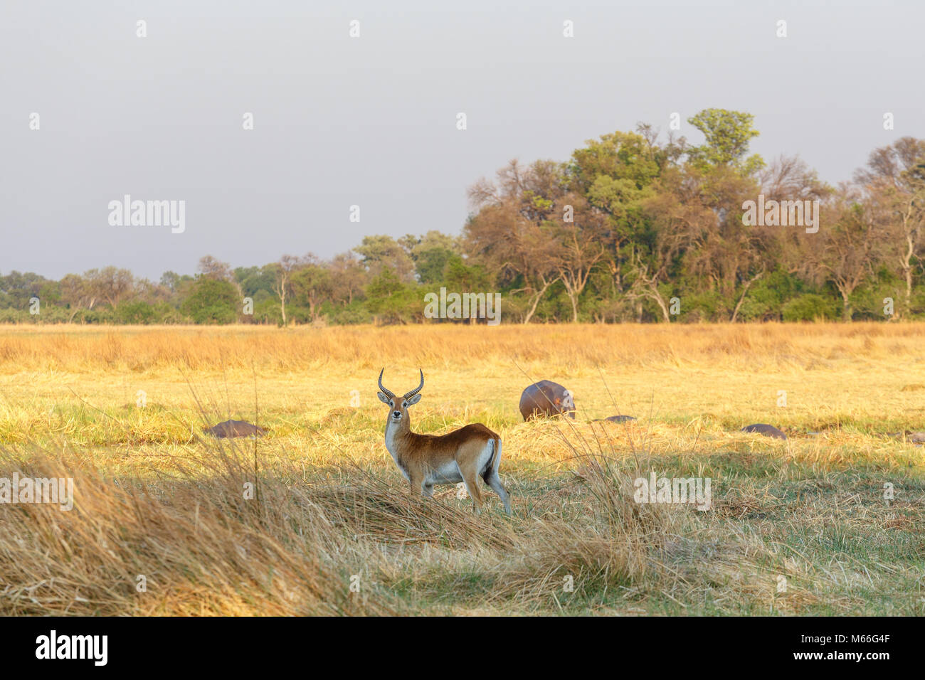 Antilope Letschwe (Kobus leche) oder südlichen Litschi, Caprivi Strip ...