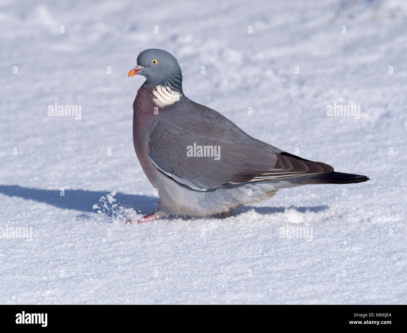 Ringeltaube Columba palumbus portrait winter schnee Stockfotografie - Alamy