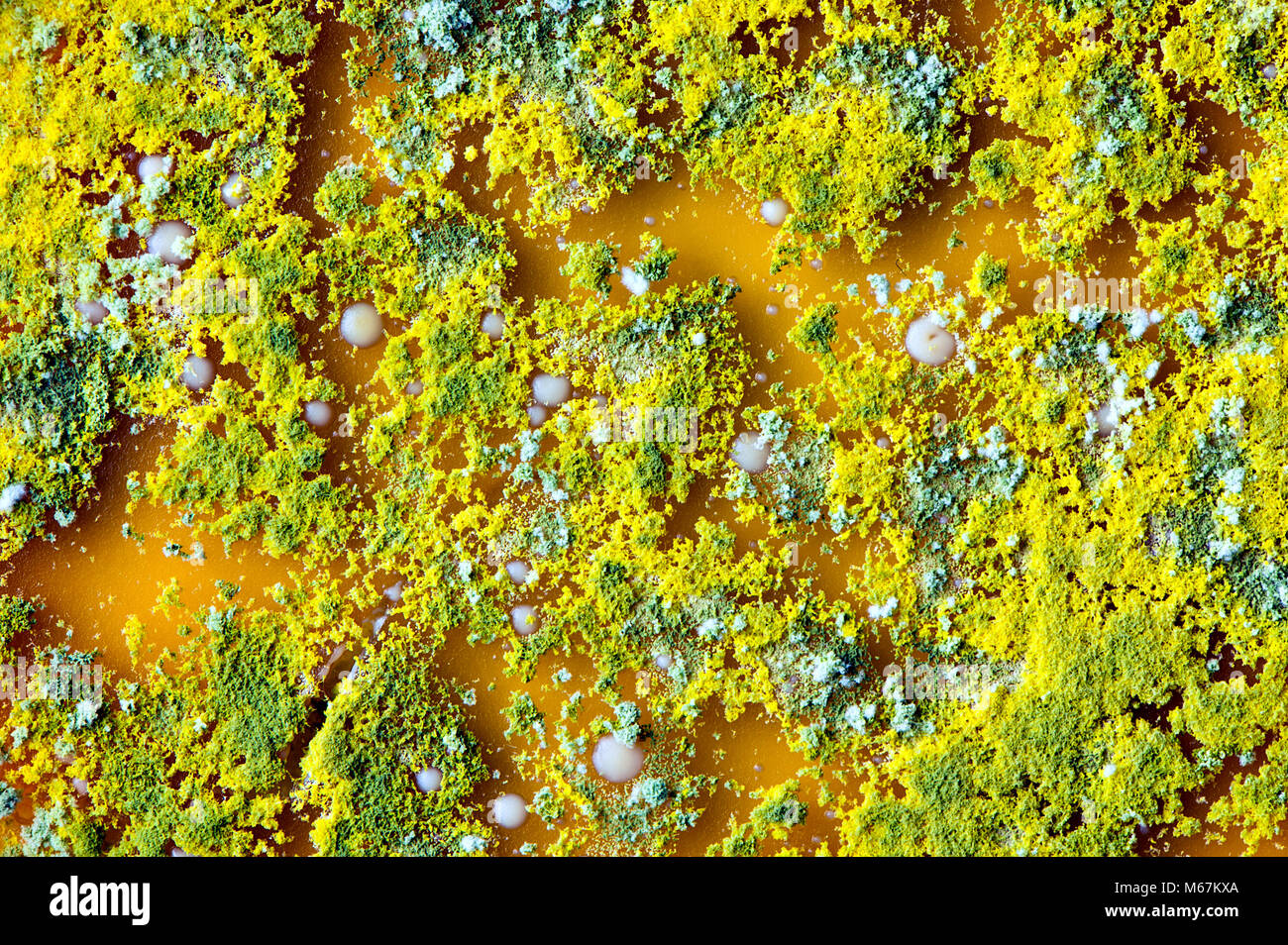 Yeast cells -Fotos und -Bildmaterial in hoher Auflösung – Alamy