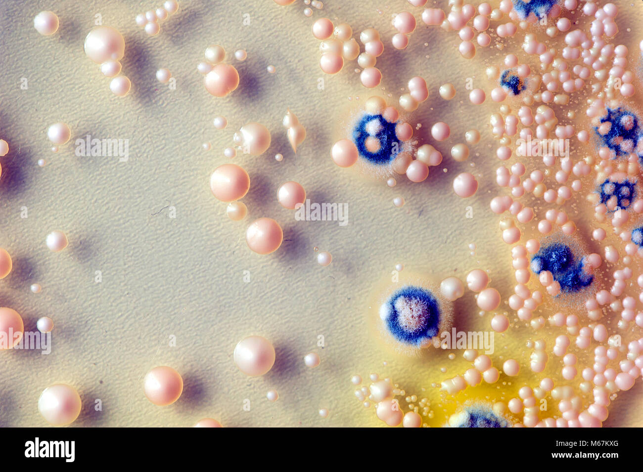 Mikrobiologie Hintergrund von Hefe- und Schimmelpilzkolonien gebildet ...
