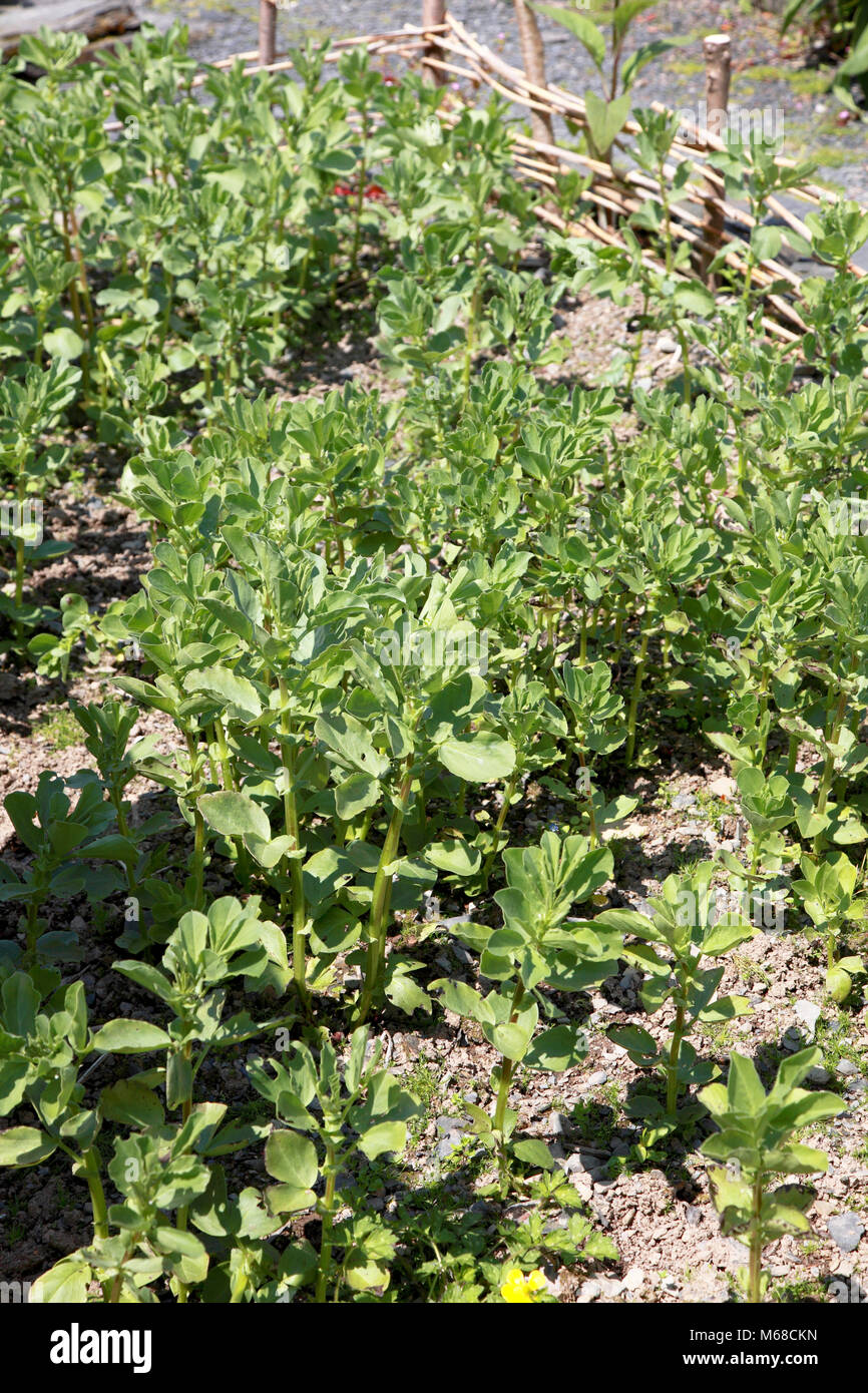Ackerbohnen angebaut werden als "Gründüngung" in das Zentrum für ...