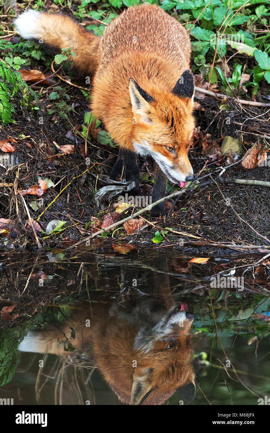 Martin fuchs -Fotos und -Bildmaterial in hoher Auflösung – Alamy