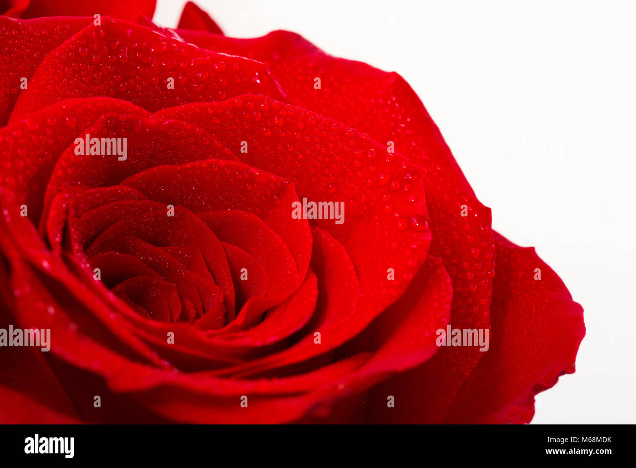 Eine echte entschuldigung -Fotos und -Bildmaterial in hoher Auflösung – Alamy