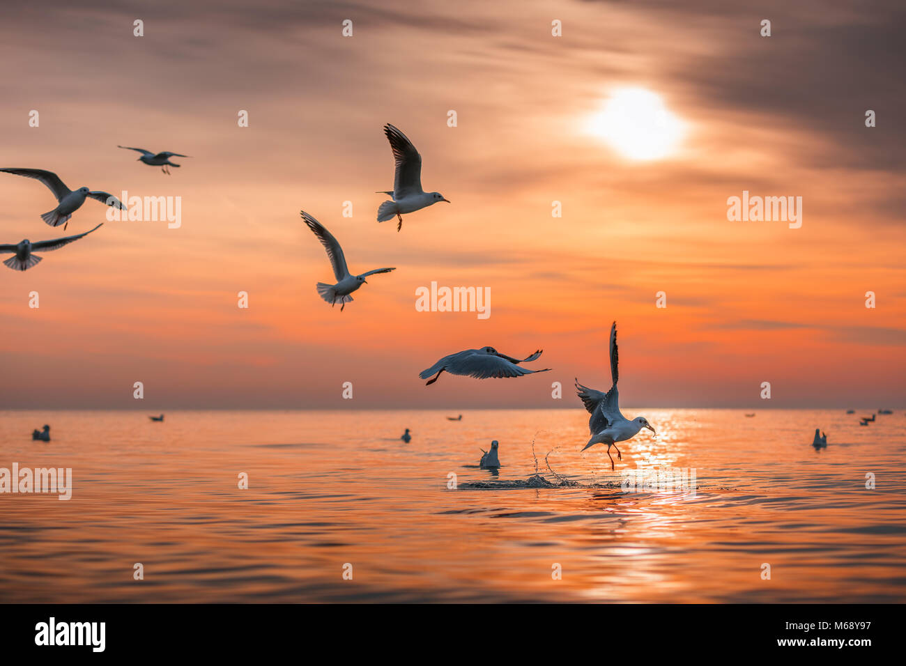 Möwe fliegen -Fotos und -Bildmaterial in hoher Auflösung – Alamy