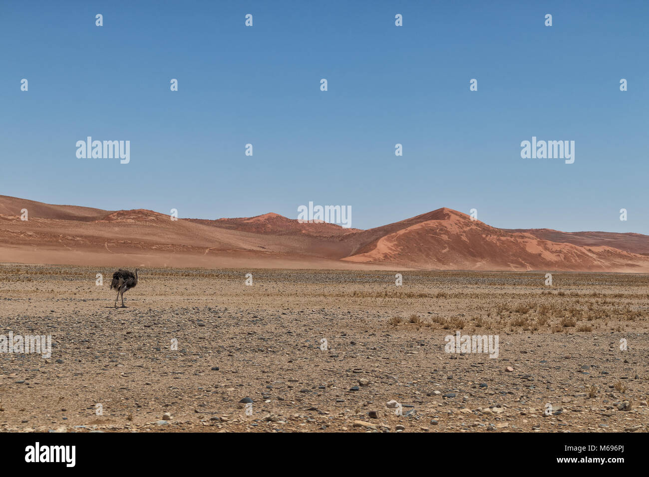 Strauß Wanderungen in der Wüste von Sossusvlei, Namibia, mit roten ...