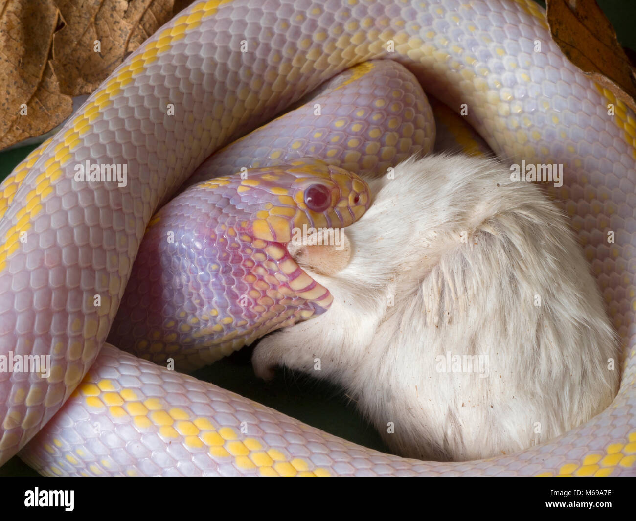 Python eating prey -Fotos und -Bildmaterial in hoher Auflösung – Alamy