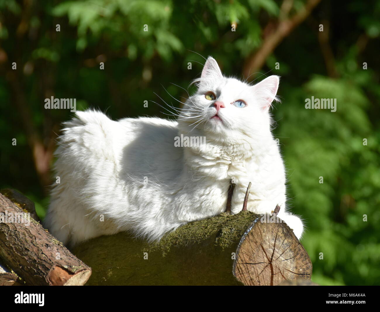 Weiße Katze mit Heterochromia iridis Sitzen auf einem log Outdoor ...
