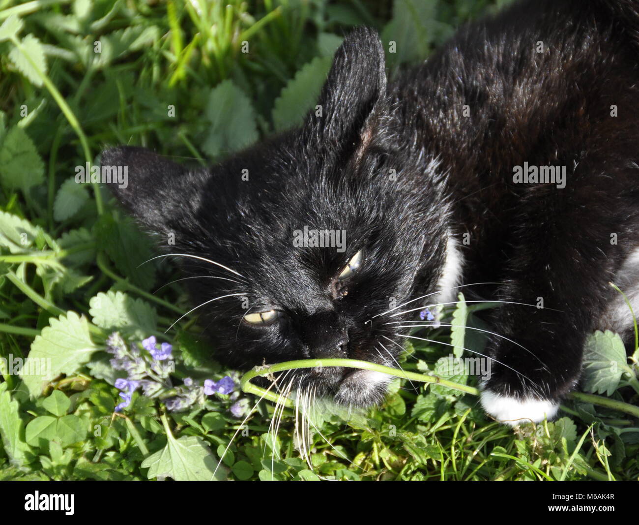 Cat sniff -Fotos und -Bildmaterial in hoher Auflösung – Alamy