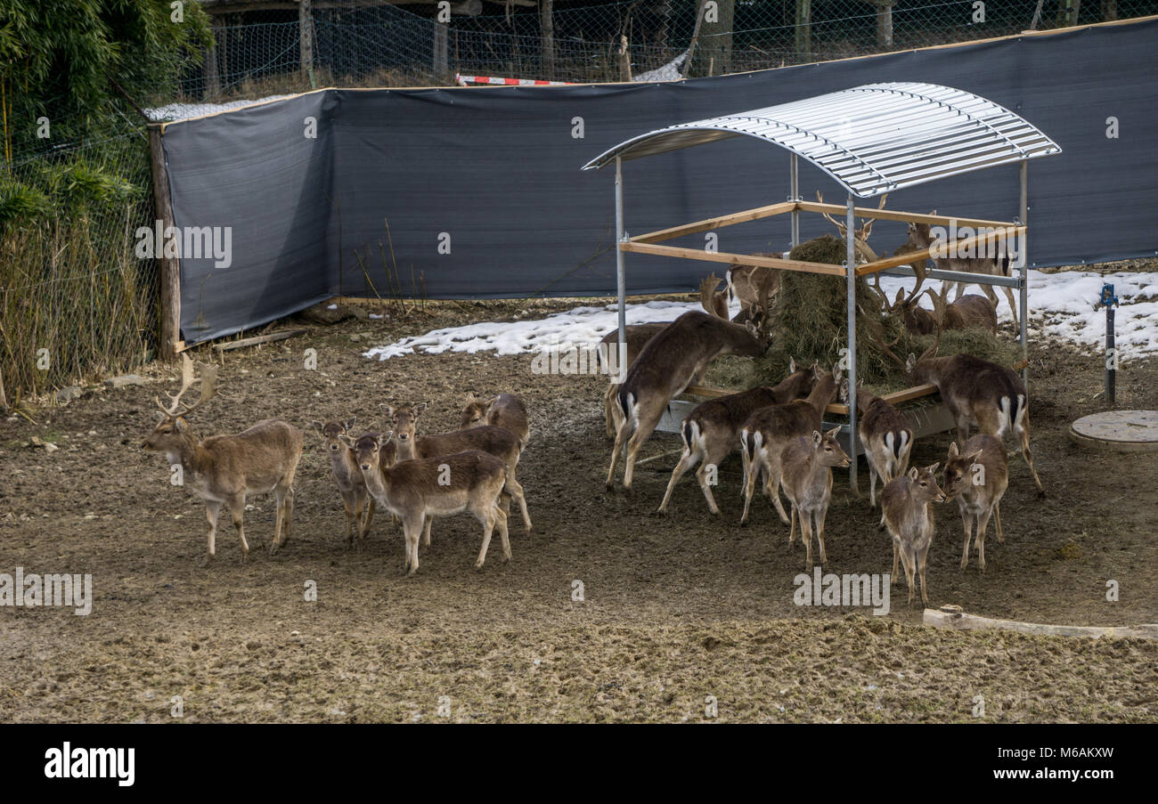 Bock auf das futter -Fotos und -Bildmaterial in hoher Auflösung – Alamy
