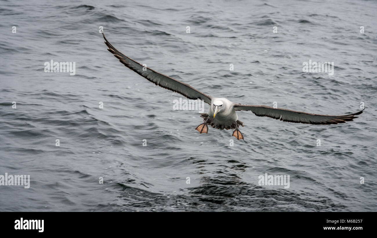 Neuseeland mit einer kappe bedeckten albatros -Fotos und -Bildmaterial ...