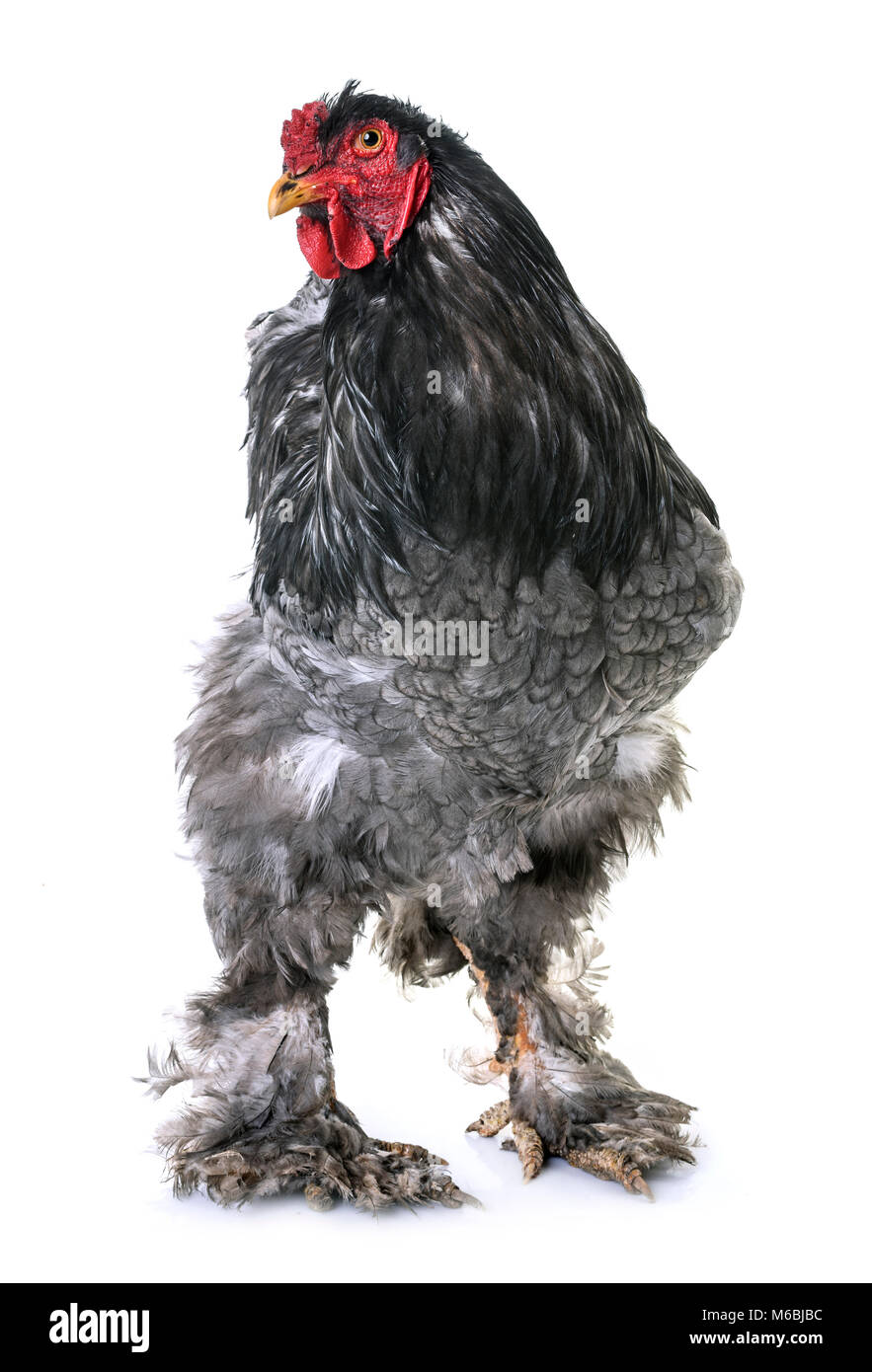 Brahma chicken -Fotos und -Bildmaterial in hoher Auflösung – Alamy
