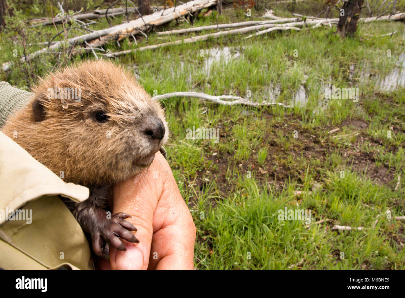 Ein Mann hält ein Baby Biber, auf den oberen Willow Creek, in Granit ...