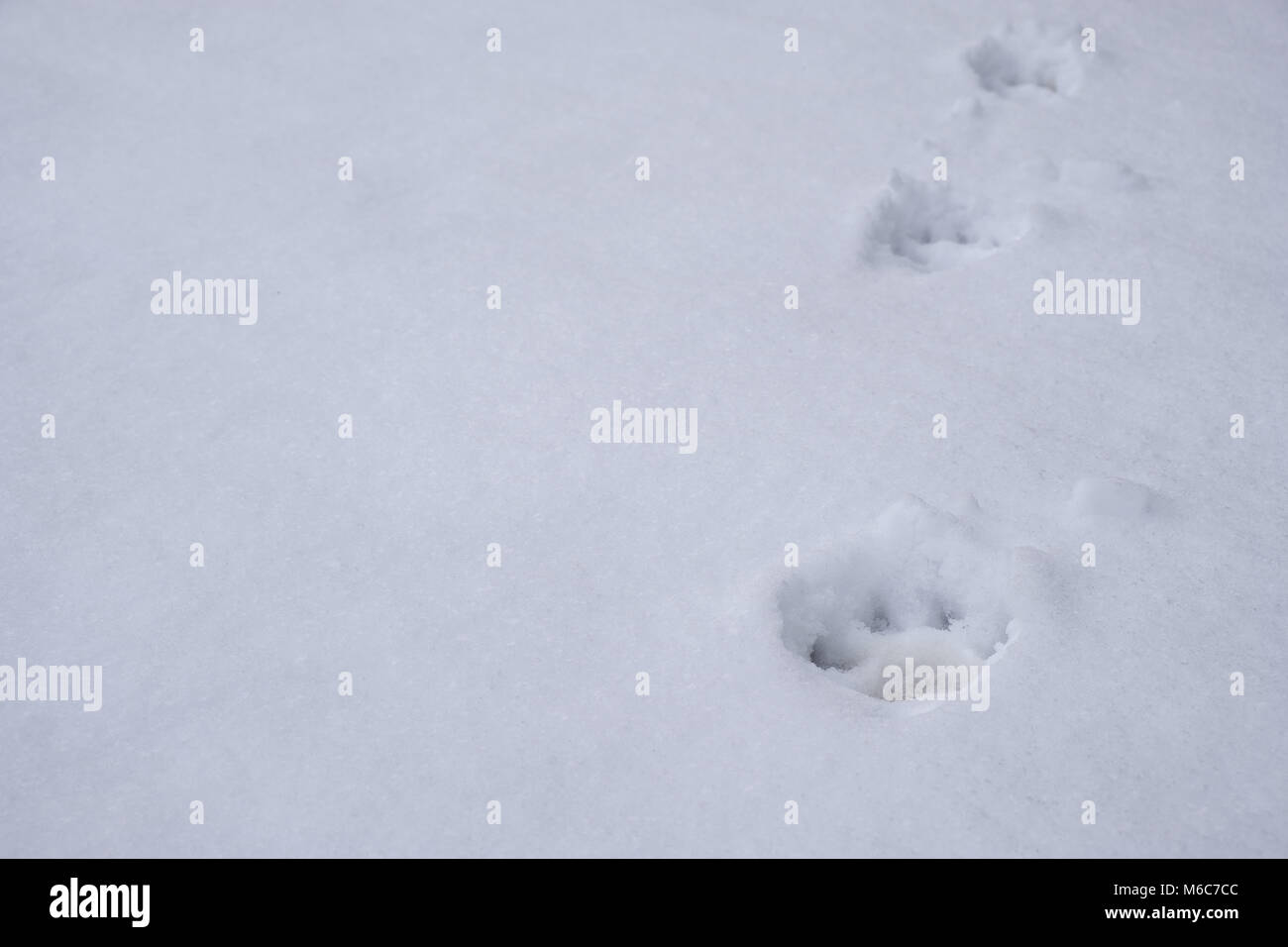 Fuchsspuren im schnee -Fotos und -Bildmaterial in hoher Auflösung – Alamy