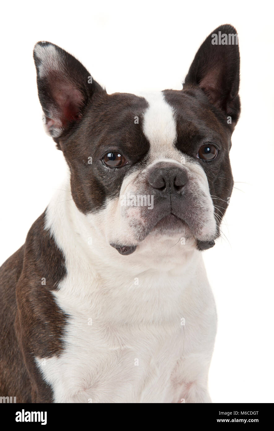 Boston terrier hund -Fotos und -Bildmaterial in hoher Auflösung – Alamy