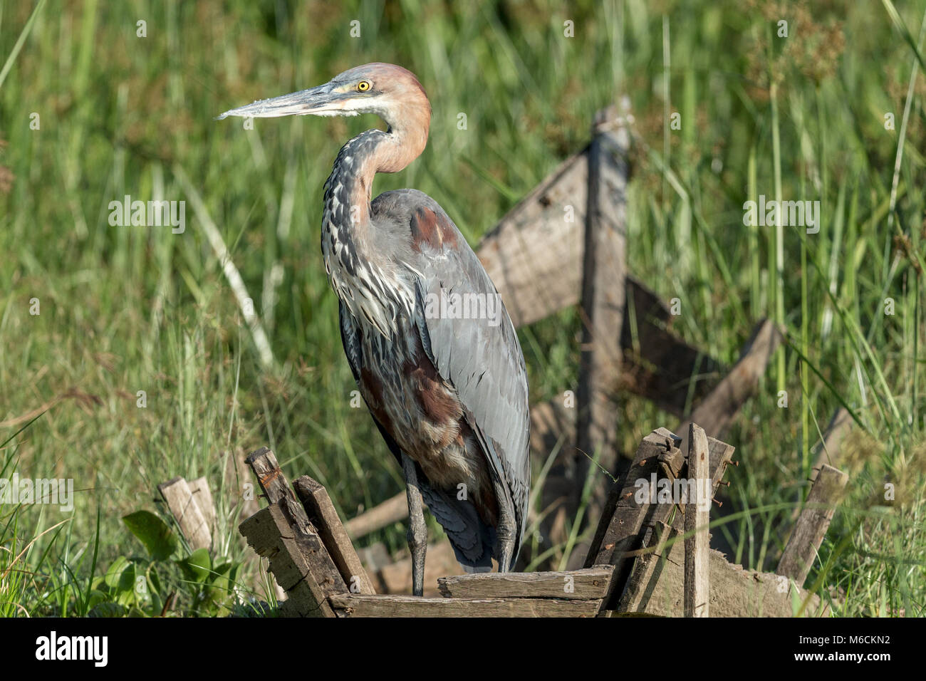 Goliath Heron (Ardea goliath), auch als der Riese Heron bekannt ...