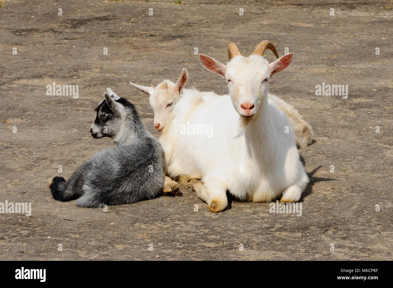 Sie ziege -Fotos und -Bildmaterial in hoher Auflösung – Alamy