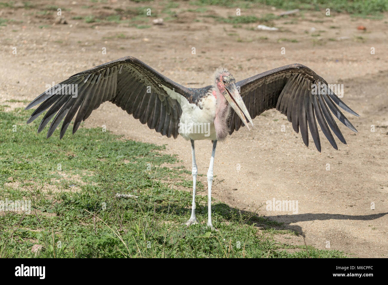 Marabou stork bird uganda africa -Fotos und -Bildmaterial in hoher ...