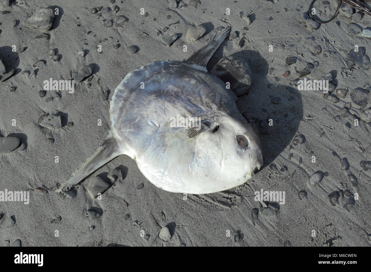Ocean sunfish mola mola -Fotos und -Bildmaterial in hoher Auflösung – Alamy