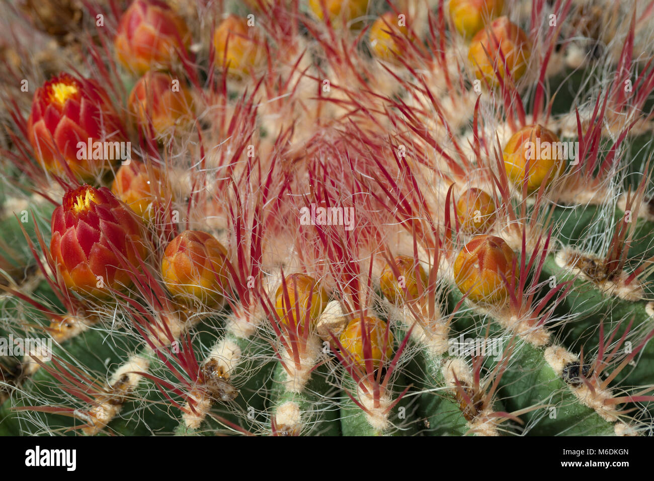 Barrel cactus ferocactus acanthodes barrel -Fotos und -Bildmaterial in ...