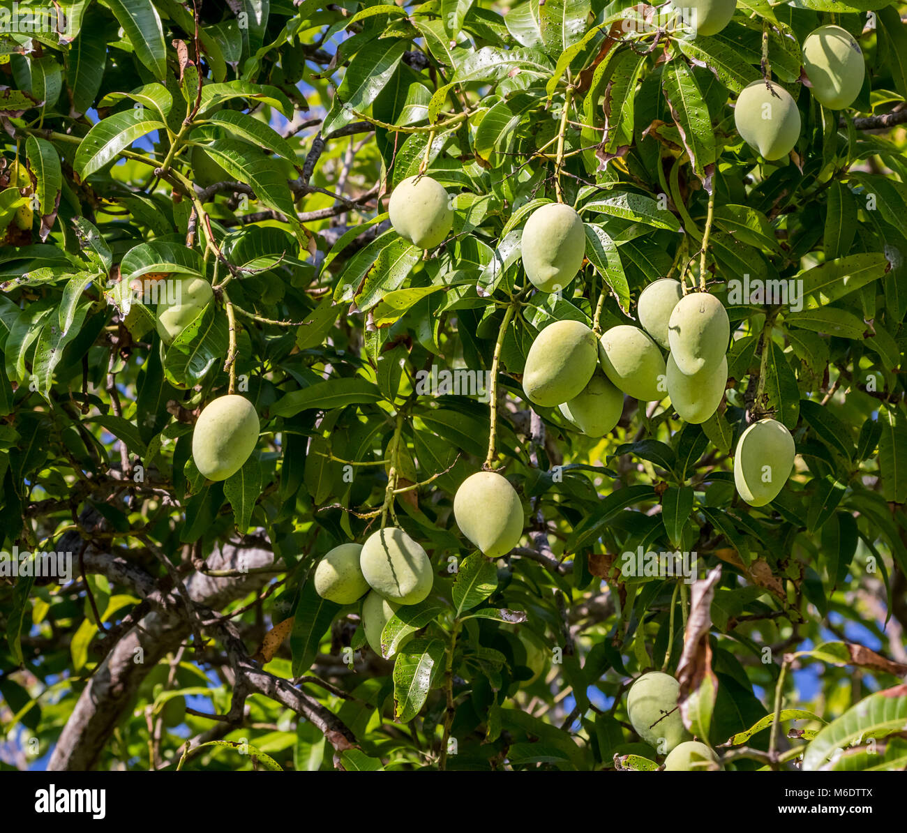 Mango tree -Fotos und -Bildmaterial in hoher Auflösung – Alamy