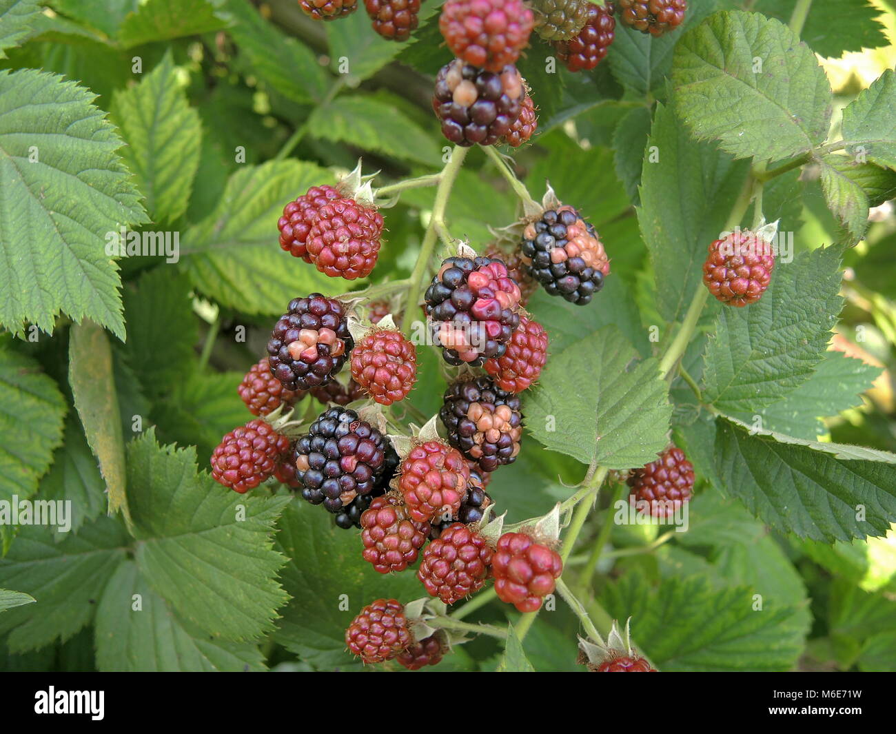 Schöne Brombeergallmilbe Brombeeren Sonnenbrand Bild