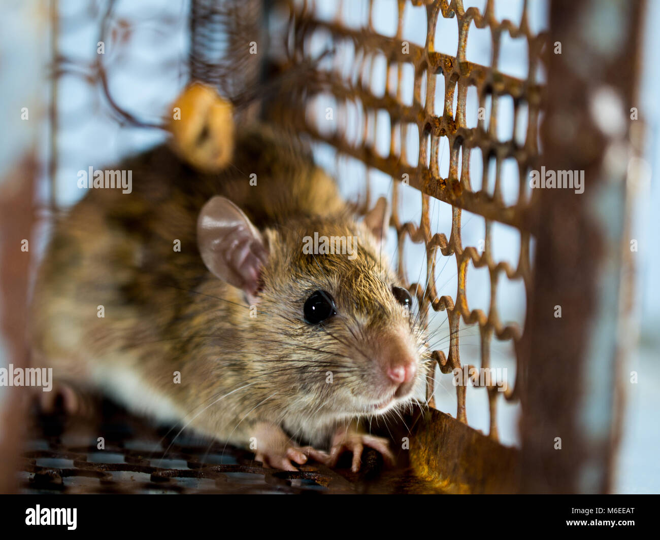 Soft Focus der Ratte im Käfig Fang eine Ratte. Die Ratte hat ein ...