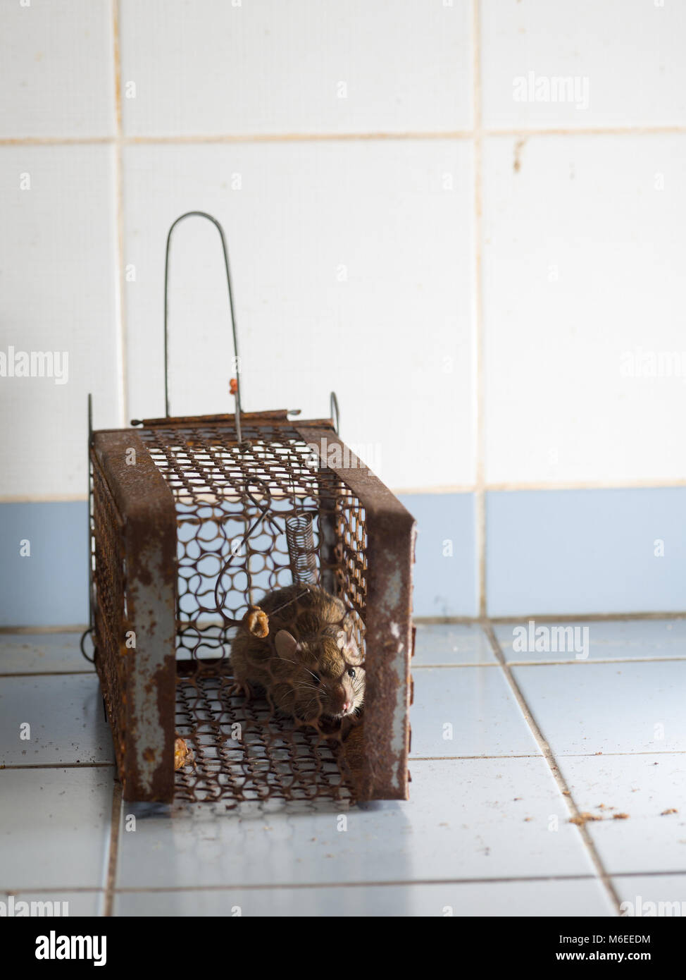 Deadly fangs -Fotos und -Bildmaterial in hoher Auflösung – Alamy