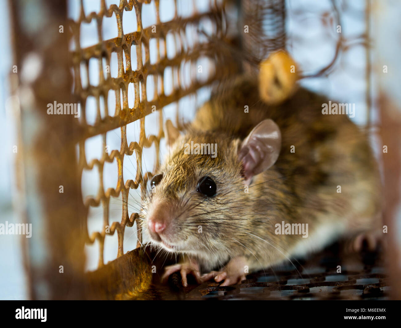 Soft Focus der Ratte im Käfig Fang eine Ratte. Die Ratte hat ein ...