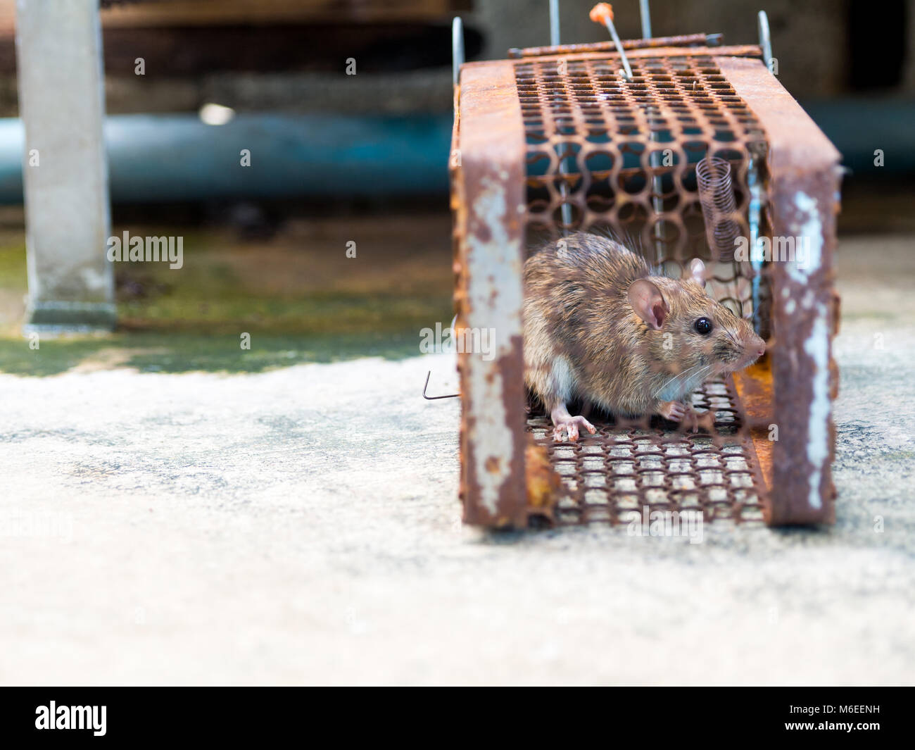 Ratte in Käfig oder ein Trap Trap gefangen. Das dreckige Ratte hat ein ...