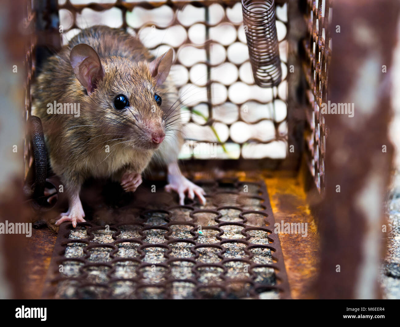 Die Ratte war in einem Käfig zu verfangen. Die Ratte hat ein ...