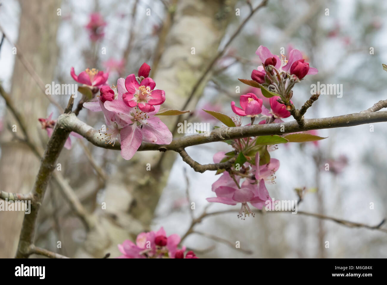 Crabapple winter -Fotos und -Bildmaterial in hoher Auflösung – Alamy