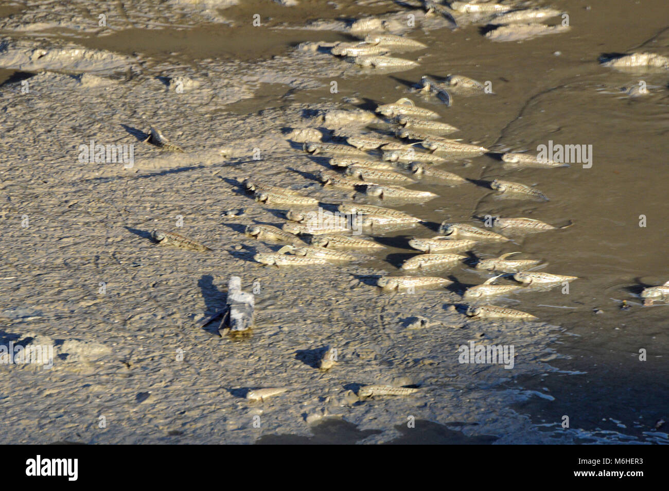 Schwärme von Schlamm Fisch am Meer Stockfotografie - Alamy